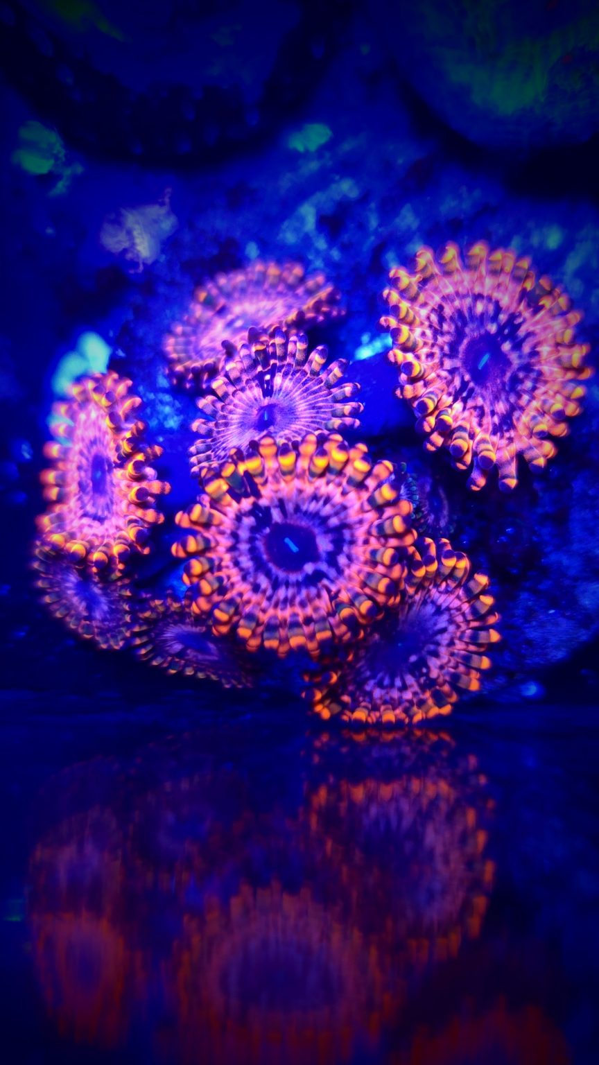Utter Chaos Zoanthid - fancycorals frag it.